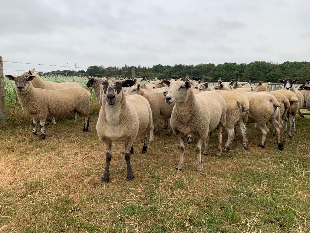 SLAM Sheep - Selby Livestock Auction Mart